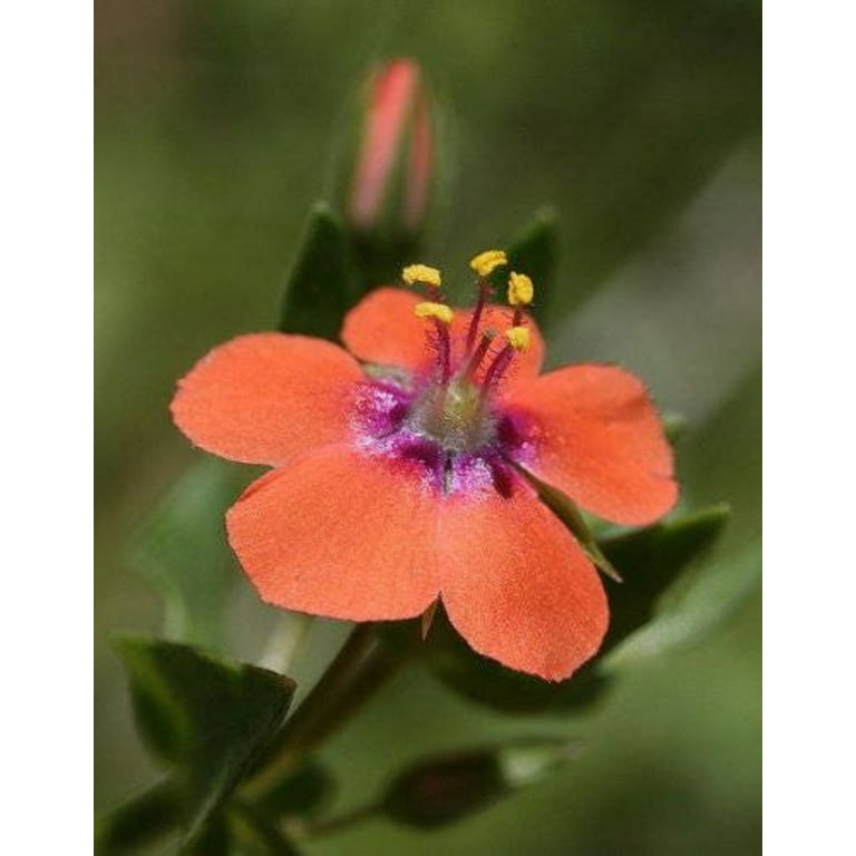 Scarlet Pimpernel Flower