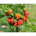 Seedville USA, 10 Seeds Carolina Reaper Pepper, World's Hottest ...
