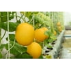 10 Korean Melon Seeds - Rare Orange Skinned Melon - Colorful and ...