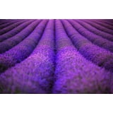 20 DWARF MUNSTEAD LAVENDER Blue English Lavandula Angustifolia Munstead ...