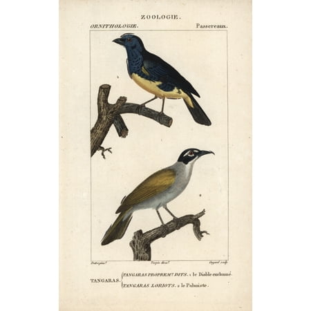 Turquoise Tanager, Tangara Mexicana, And Palma Poster Print By ...