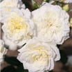 Fragrant Live Rose Plant - Fresh Heirloom Roses Portlandia‚Ñ ...
