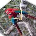 3drose, Brazil, Mato Grosso Do Sul, Jardim, a Pair of Red and Green ...