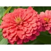 Seedville USA, 50 Carousel Mix Zinnia Seeds, Bicolor Whirligig Flowers ...