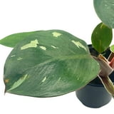 Philo White Knight, 4 inch, Rare Variegated Philodendron erubescens ...