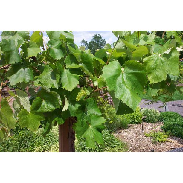 Grape Vine Plant Niagara Grape Vines, In One Trade Gallon Pot (0.667 ...