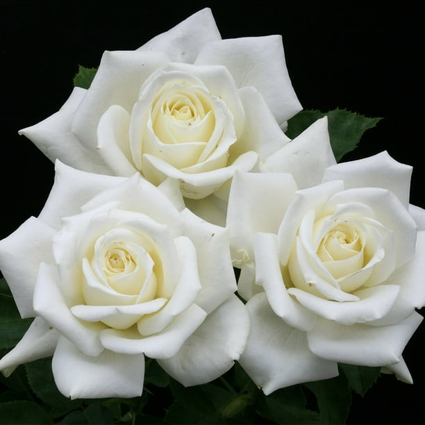 Heirloom Roses White Rose Bush - Polar Star® Hybrid Tea Rose Plant ...