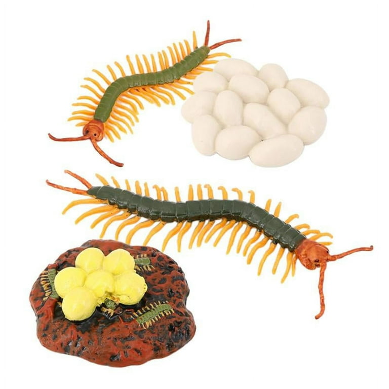 Life Cycle Of A Centipede