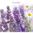Air Wick Pure Automatic Spray Dispenser, Lavender Scented Refill 6 ...
