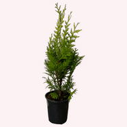 Live Christmas Tree Emerald Green Arborvitae (2.5 Quart) Evergreen ...