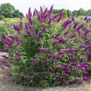 3 gal Buddleia Bicolor Live Shrub with Full Sunlight - Walmart.com