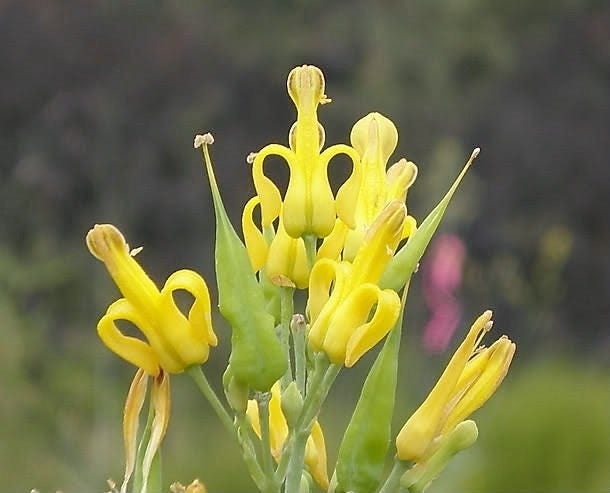 10 GOLDEN EARDROPS Dicentra Chrysantha Yellow Bleeding Heart Shade ...