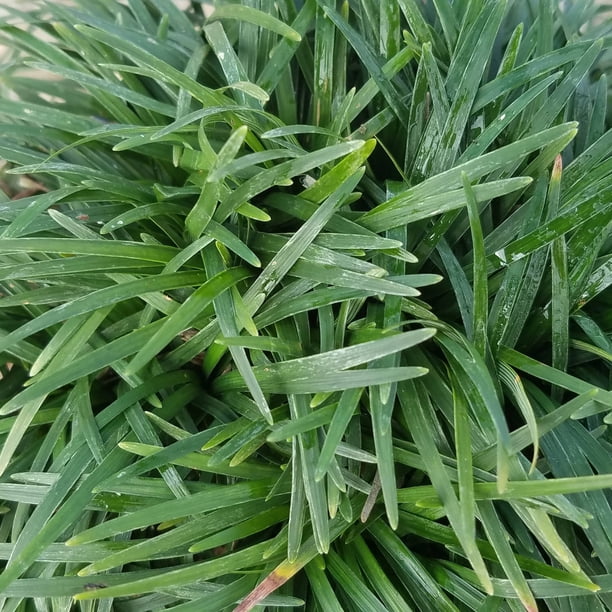 Dwarf Mondo Grass (2.5 Quart) Low-Growing Evergreen Groundcover - Full ...