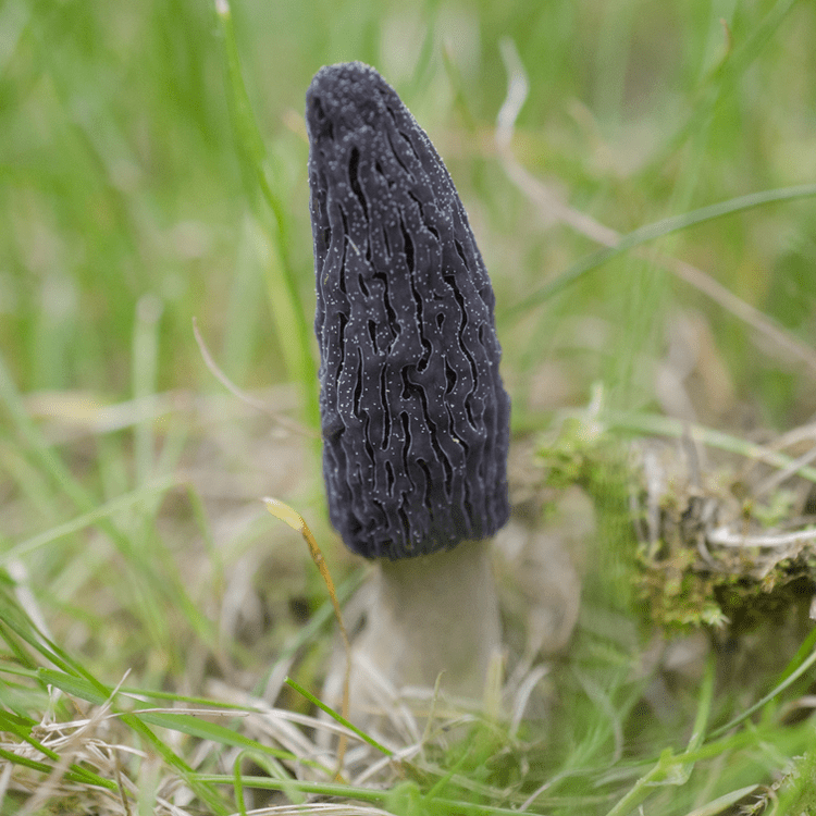 Morchella importuna - Walmart.com