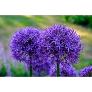 Sunbelt® Savannah Hybrid Tea Rose by Heirloom Roses - Own Root Rose ...