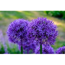 Allium Blend Purple - Bulk Planting Bulbs for Fall, Garden, Landscaping ...