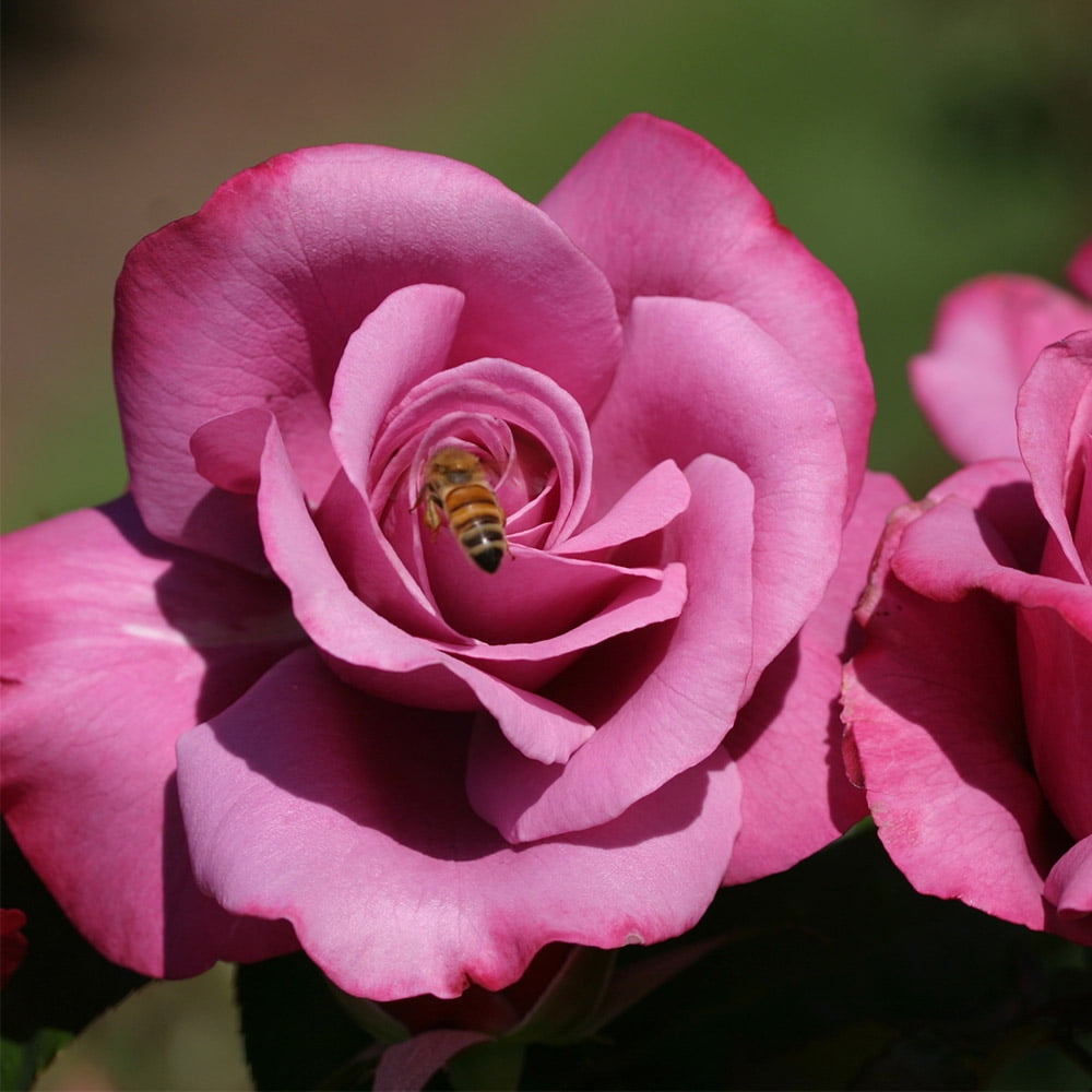 Heirloom Roses - Barbra Streisand Hybrid Tea Rose Plant - Walmart.com
