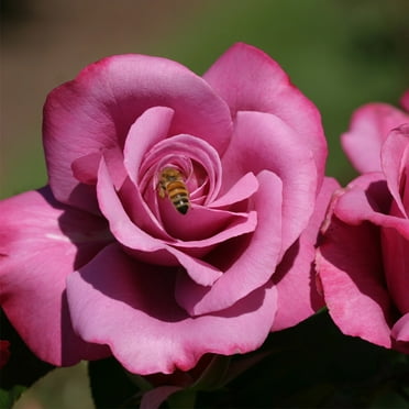 Fragrant Stiletto‚Ñ¢ Rose Bushes by Heirloom Roses - Live Hybrid Tea ...
