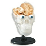 SmartLab The Amazing Squishy Brain - Walmart.com