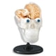 SmartLab The Amazing Squishy Brain - Walmart.com