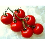 Tomato Rocket - Mini - Walmart.com