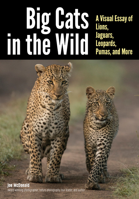 Big Cats in the Wild : A Visual Essay of Lions, Jaguars, Leopards ...
