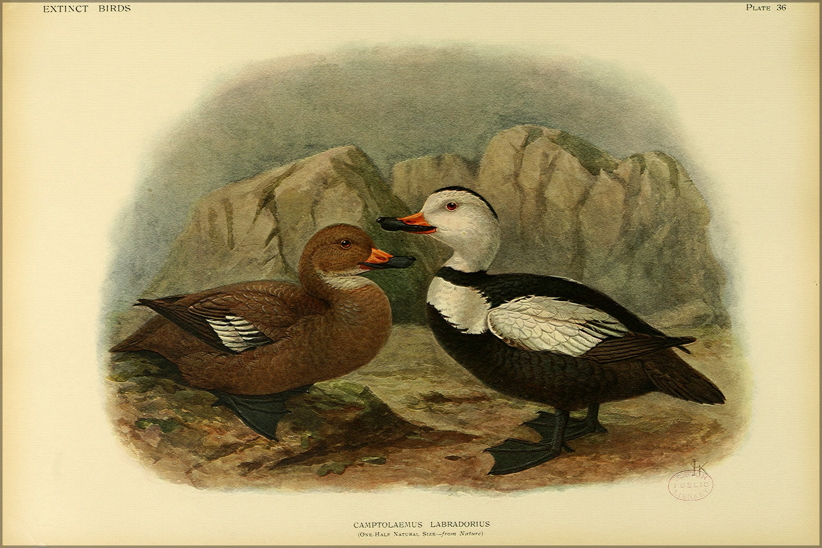 24"x36" Gallery Poster, Extinct Birds c1907; Labrador Duck - Walmart.com