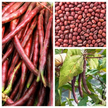 Asian Red Long Bean Seeds for Planting (30 Seeds) - Red Cowpea ...