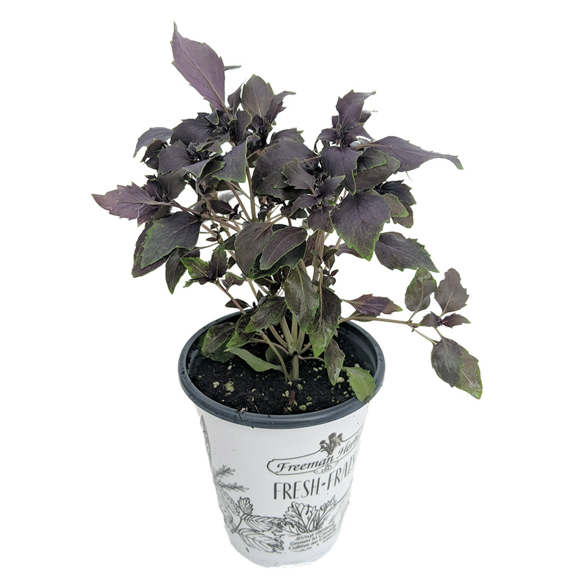 Fresh Basil Leaves Walmart