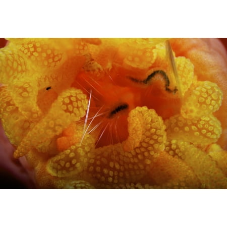 1 cm yellow tube polyp captured at 4.5x life size with what appears to ...