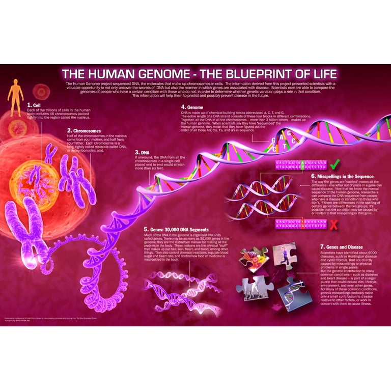 Human Genome Project Poster
