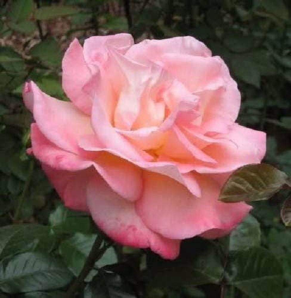 5 PINK ROSE Rosa Bush Shrub Perennial Flower Seeds - Walmart.ca
