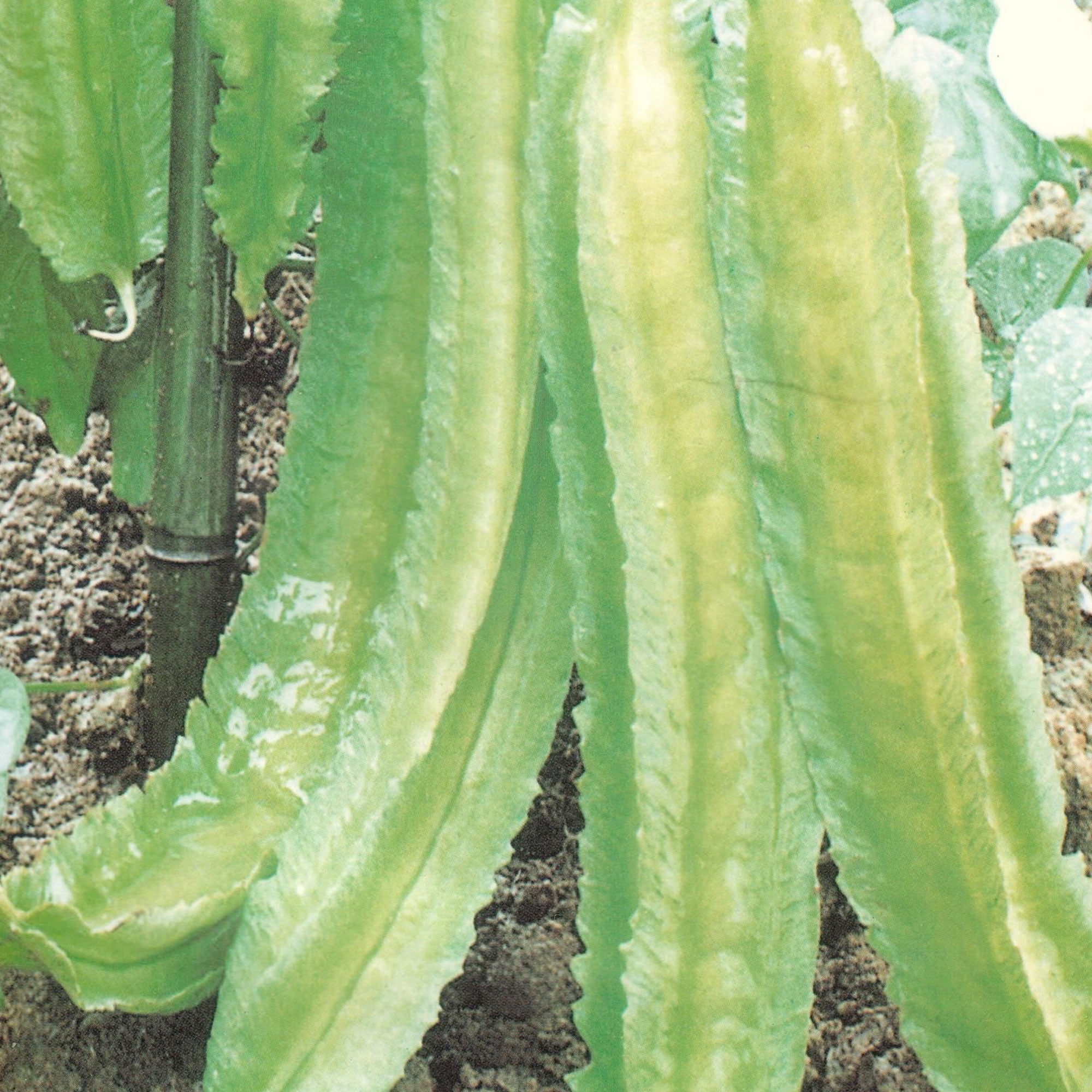 Winged Bean Seeds - 4 Oz ~452 Seeds - Non-GMO, Heirloom - Asian Garden ...