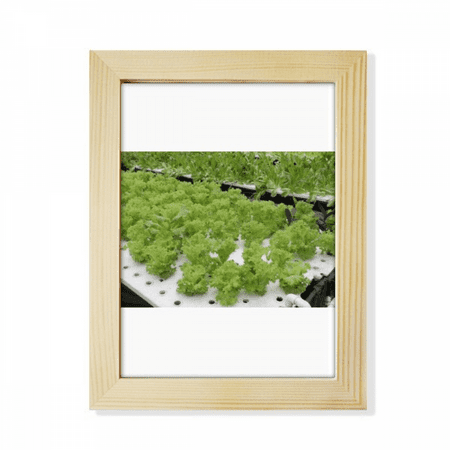 Waterless Cultivated Vegetables Desktop Adorn Photo Frame Display Art ...