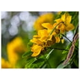 Senna Tea Bags - Walmart.com