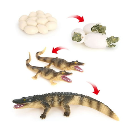 1 Set Life Cycle Models Household Realistic Educational Display Prop ...