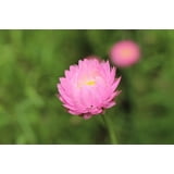 100 MIXED DOUBLE ACROCLINIUM aka Paper Daisy Helipterum Roseum Flower ...