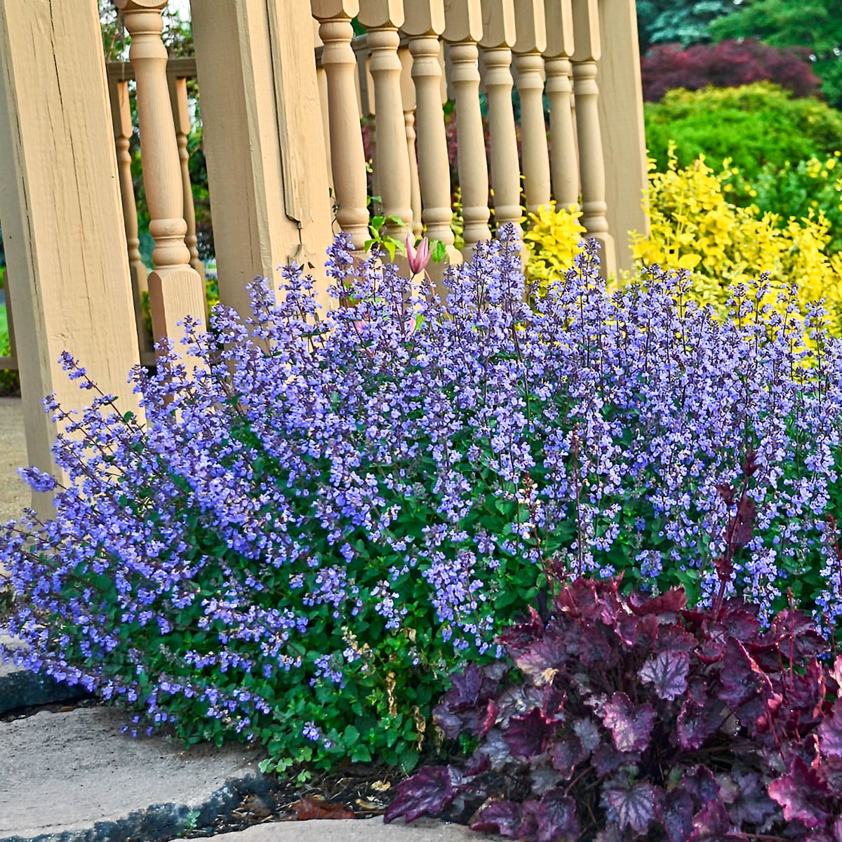 Purrsian Blue Flowering Catmint (Nepeta) Dormant Bare Root Perennial ...