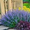 Purrsian Blue Catmint Perennial Plant, Fragrant, Attracts Hummingbirds ...