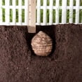 Black Leaves Elephant ear Bulbs For Planting-Ornamental Plants for Pots ...