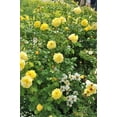 5 Rosa Hybrid Seeds, Yellow Climbing Rose Double Blooms, Fragrant ...