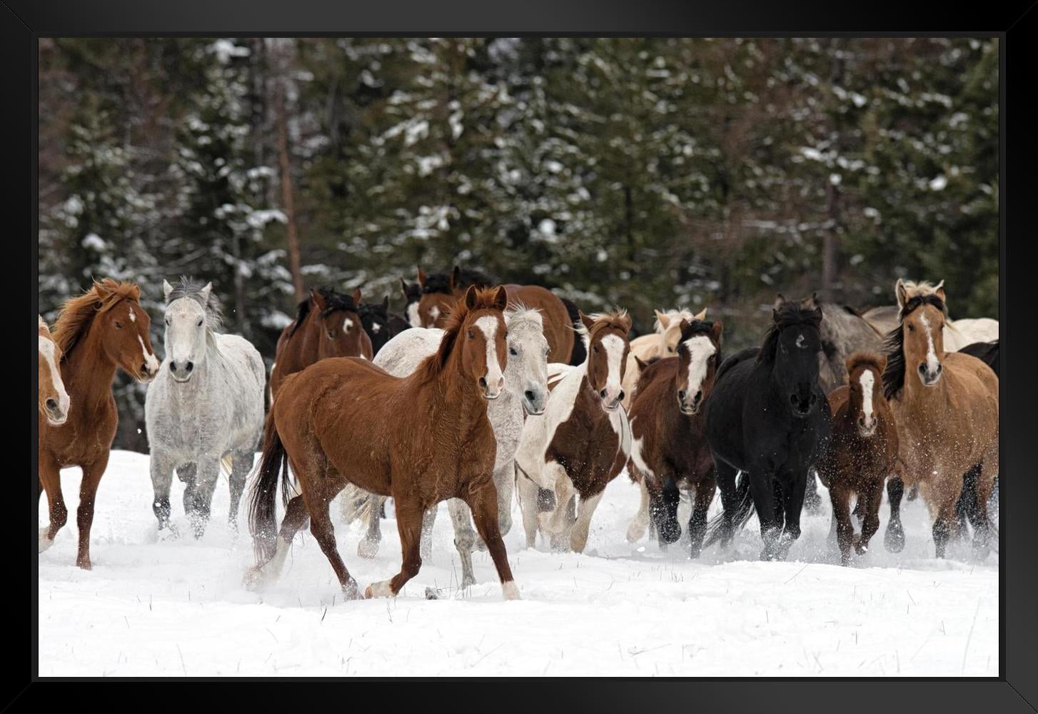 Wild Horse Round Up Photo Photograph Poster Horse Pictures Wall Decor ...