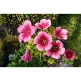 10 VULCAN MALOPE Trifida / Mallowwort / Mallow Flower Seeds - Walmart.com