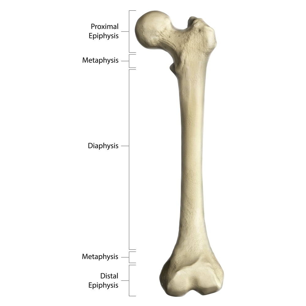 Femur Gross Anatomy - vrogue.co Femur Gross Anatomy - vrogue.co