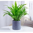Plant Saucer Drip Tray 22 Inch Heavy Sturdy Plastic Planter Flower Pot ...