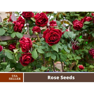 30 Rare Blue Climbing Rose Bush Seeds, Authentic Mix Seeds for Planting ...