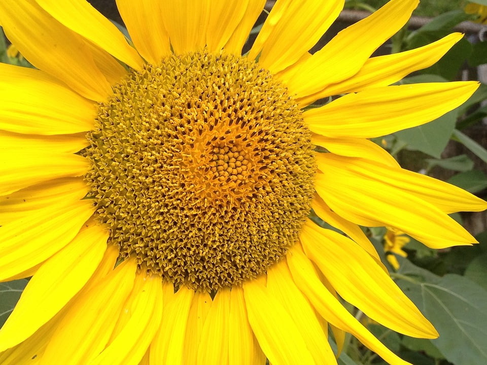 Nature Garden Petals Flower Yellow Sunflower 20 Inch By 30 Inch Nature Garden Petals Flower Yellow Sunflower 20 Inch By 30 Inch