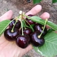 2 Wild Black Cherry Trees Bare Roots, Sweet Cherry Fruit Tree, 3-4 Ft ...