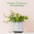 American Plant Exchange Variegated English Ivy, Vining Live Plant, 6 ...