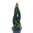 Braided African Spear Plant, Cylindrical Snake Plant, Spear sansevieria ...